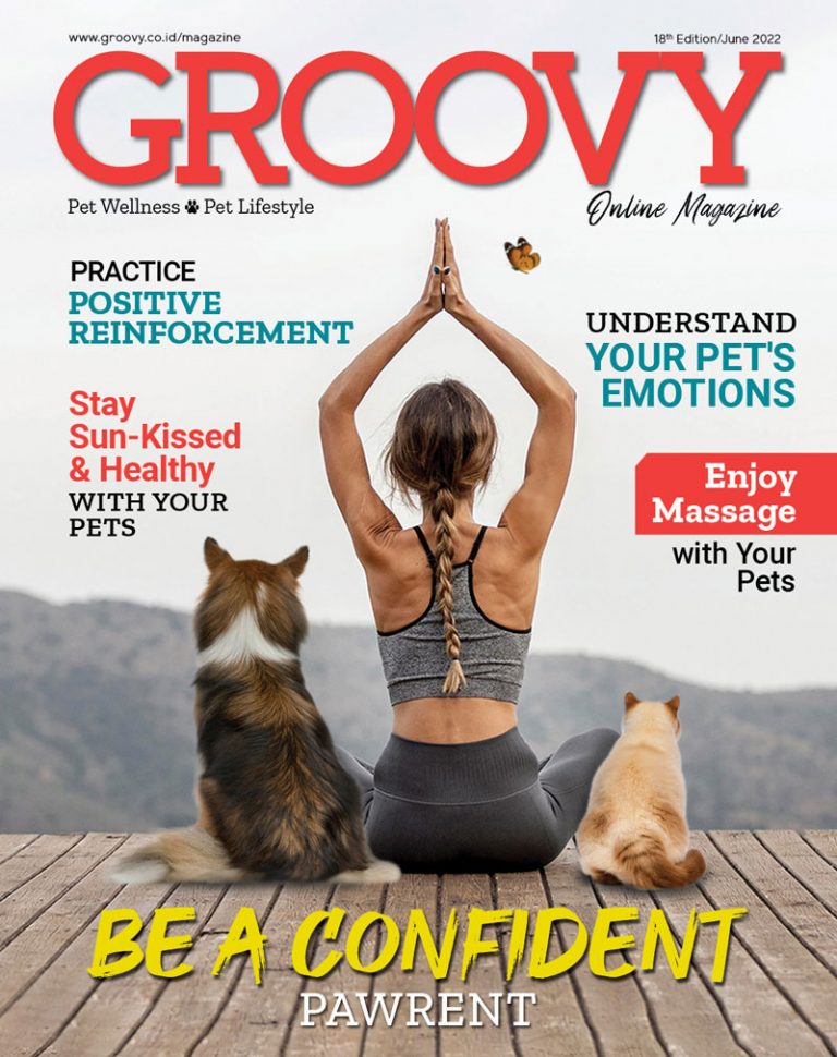 Magazine – Official Groovy Website