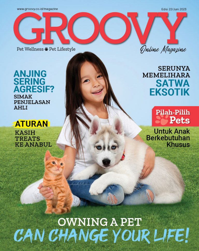 Magazine – Official Groovy Website