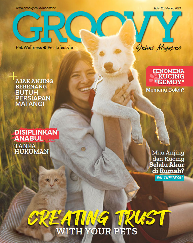 Magazine – Official Groovy Website